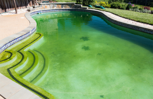 How to clear up a green pool - Eversole Pool & Spa